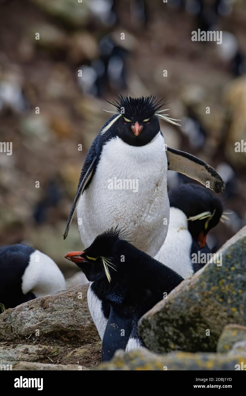 Southern Rockhopper penguin (Eudyptes chrysocome), New Island, Falkland ...