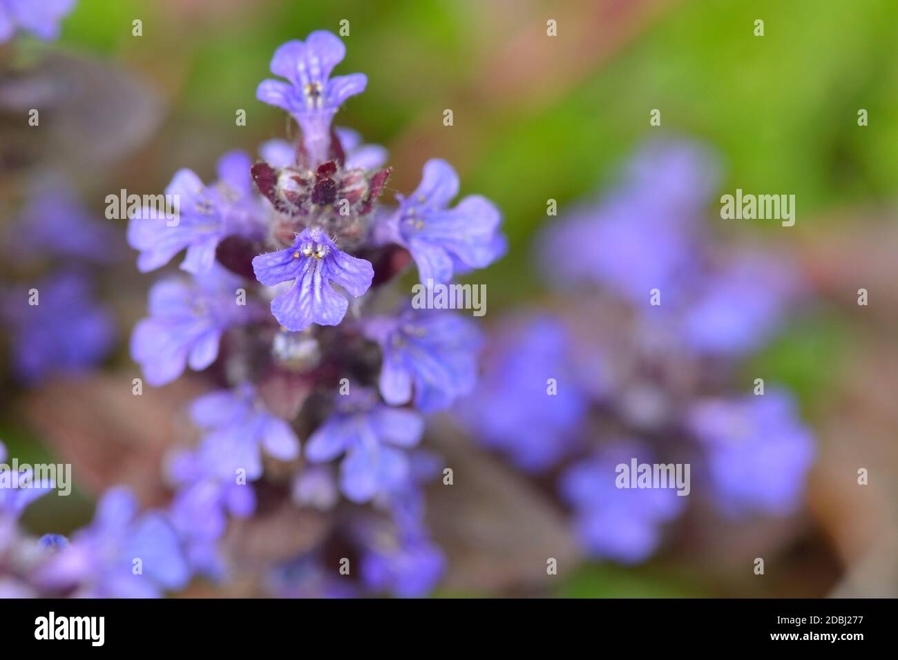 Bugle flowers hi-res stock photography and images - Alamy