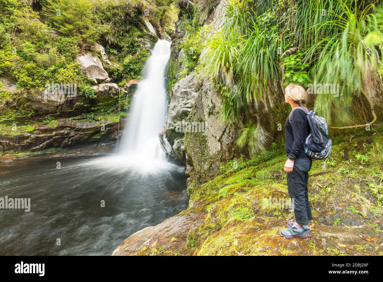 Wainui Falls, Wainui Falls Track, Golden Bay, Tasman, South Island, New ...