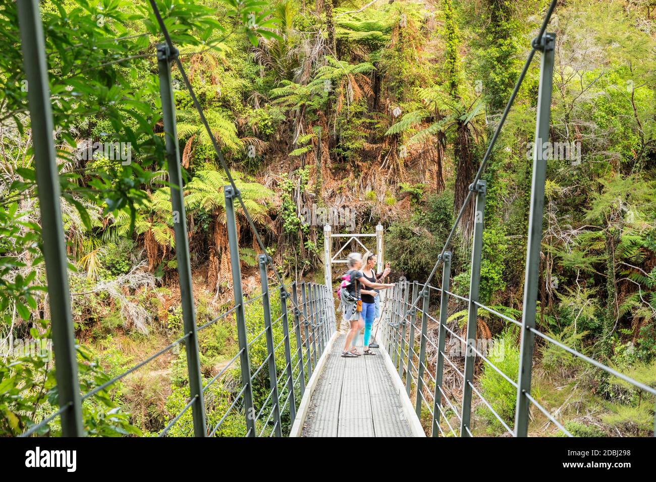 Suspension Bridge over Wainui River, Wainui Falls Track, Golden Bay ...
