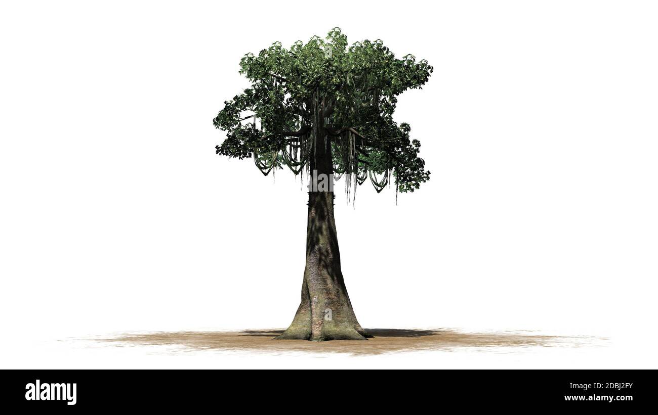 Kapok tree flower hi-res stock photography and images - Alamy