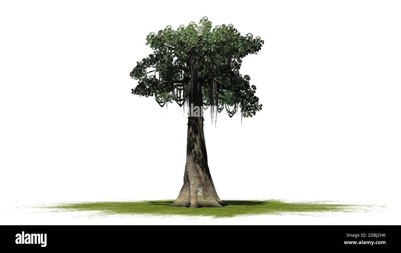 Kapok tree Cut Out Stock Images & Pictures - Alamy