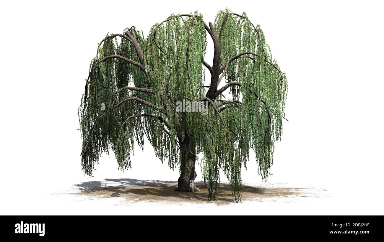 Weeping Willow Tree Drawings Step By Step
