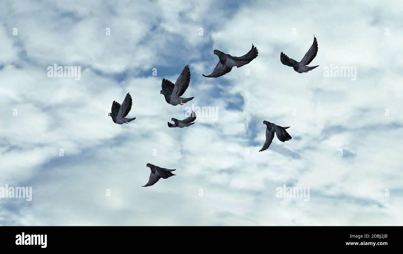Group flying pigeons - isolated on white background Stock Photo - Alamy