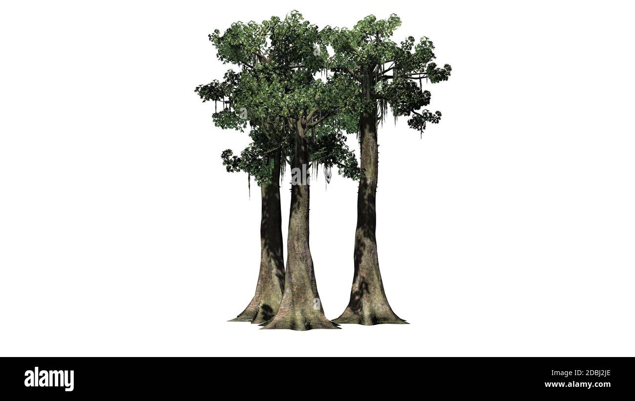 Kapok tree Cut Out Stock Images & Pictures - Alamy