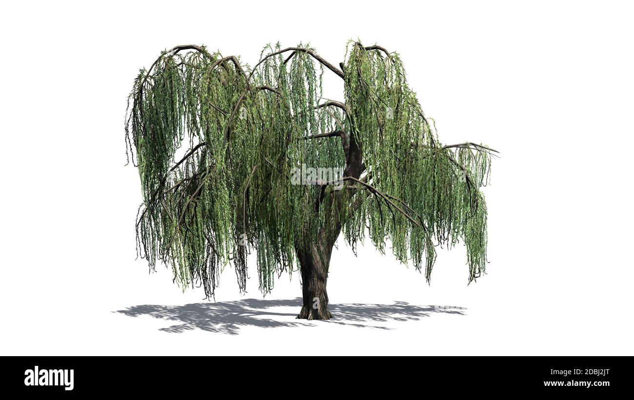 Weeping Willow tree - isolated on white background Stock Photo - Alamy
