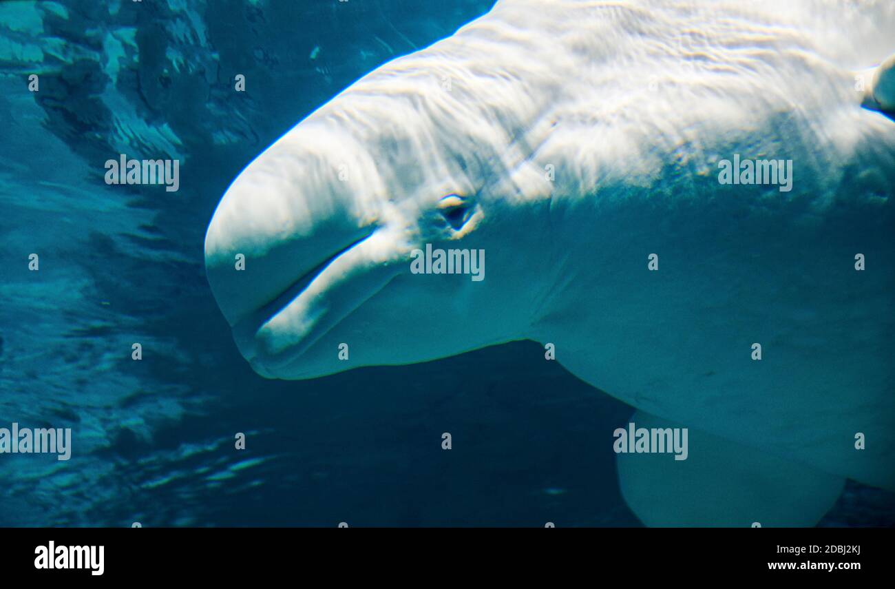 Lonely Beluga in the ocean, friendly face ,white Stock Photo - Alamy