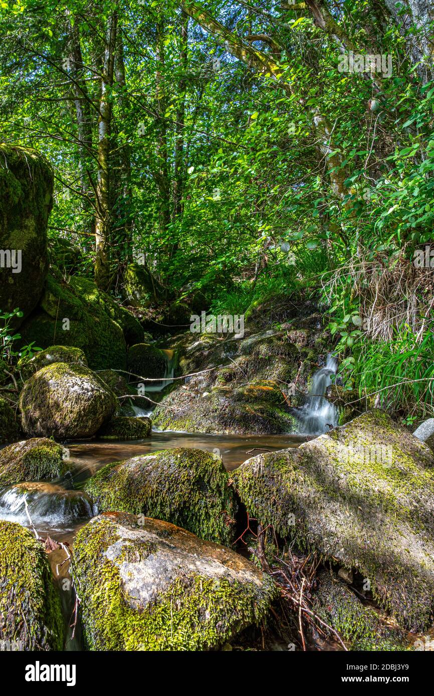Forest idyll with stream and small waterfall Stock Photo - Alamy