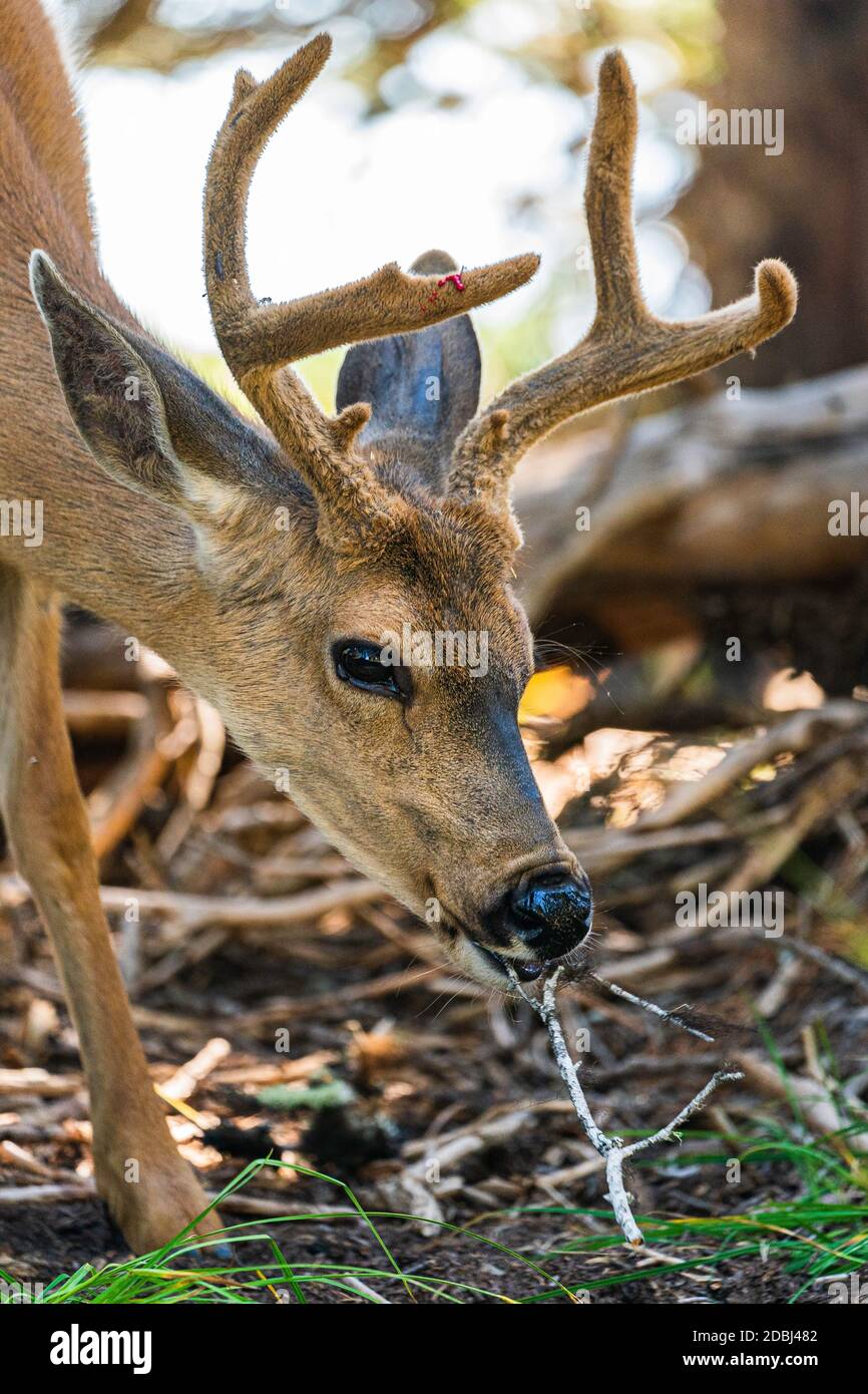 Roosevelt Elk at Olympic National Park, UNESCO World Heritage Site ...