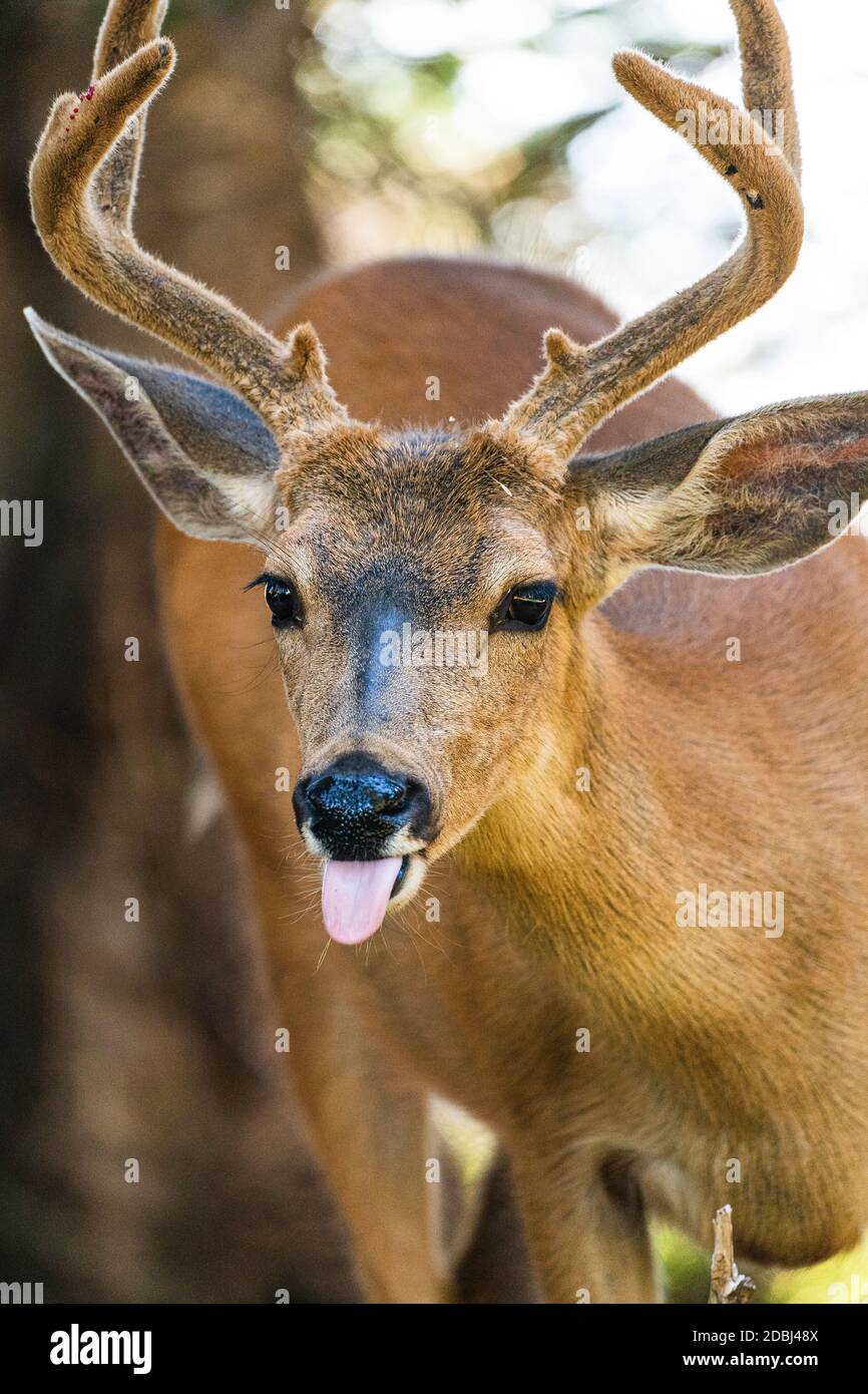 Roosevelt Elk at Olympic National Park, UNESCO World Heritage Site ...