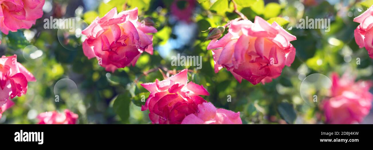 Fie symbol hi-res stock photography and images - Alamy