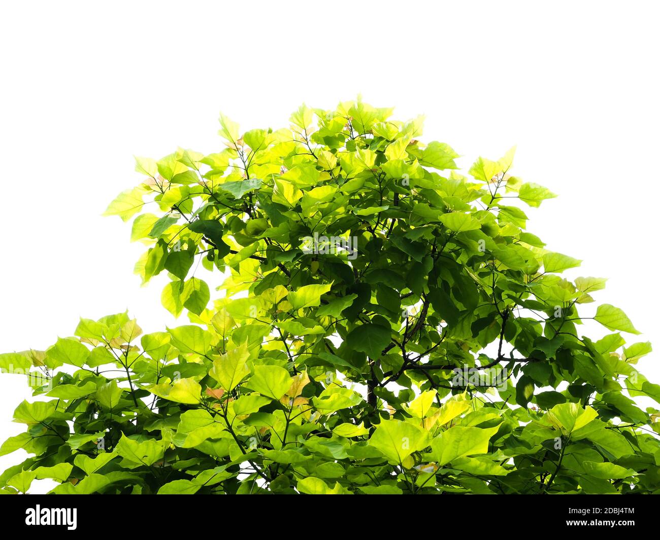 tree top with green leaves isolated over white background Stock Photo ...