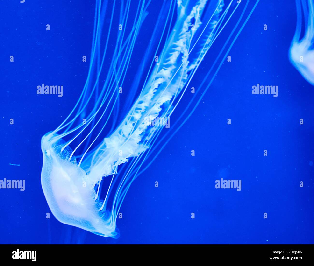 Jellyfish set, in the ocean, blue color, fluorescent Stock Photo - Alamy