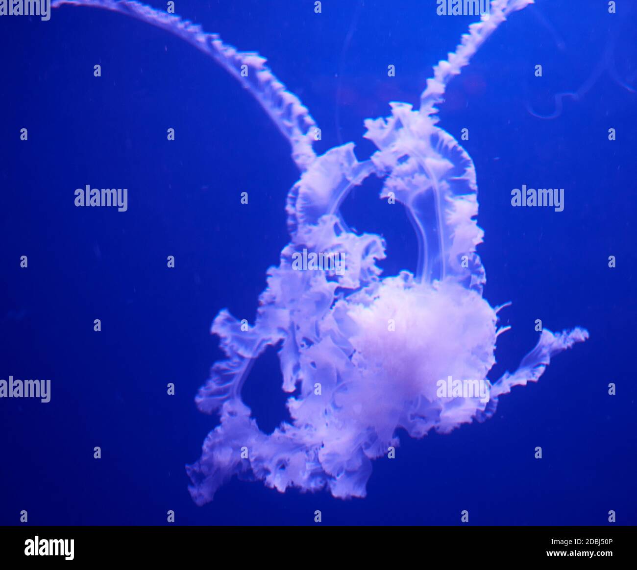 Jellyfish set, in the ocean, blue color, fluorescent Stock Photo - Alamy