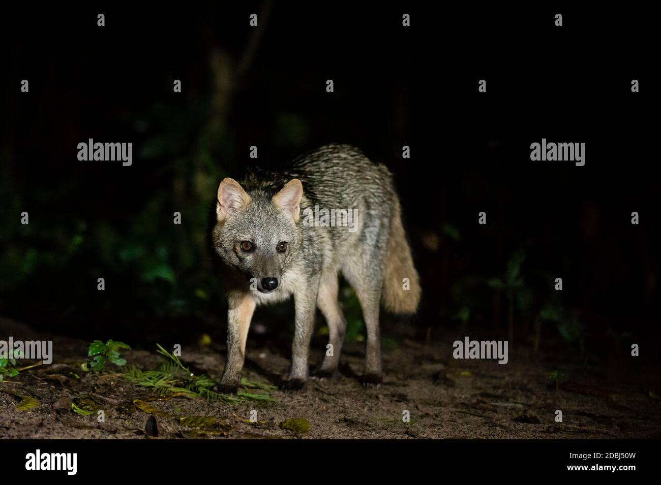 Crab-eating fox (Cerdocyon thous), Pantanal, Mato Grosso do Sul, Brazil ...