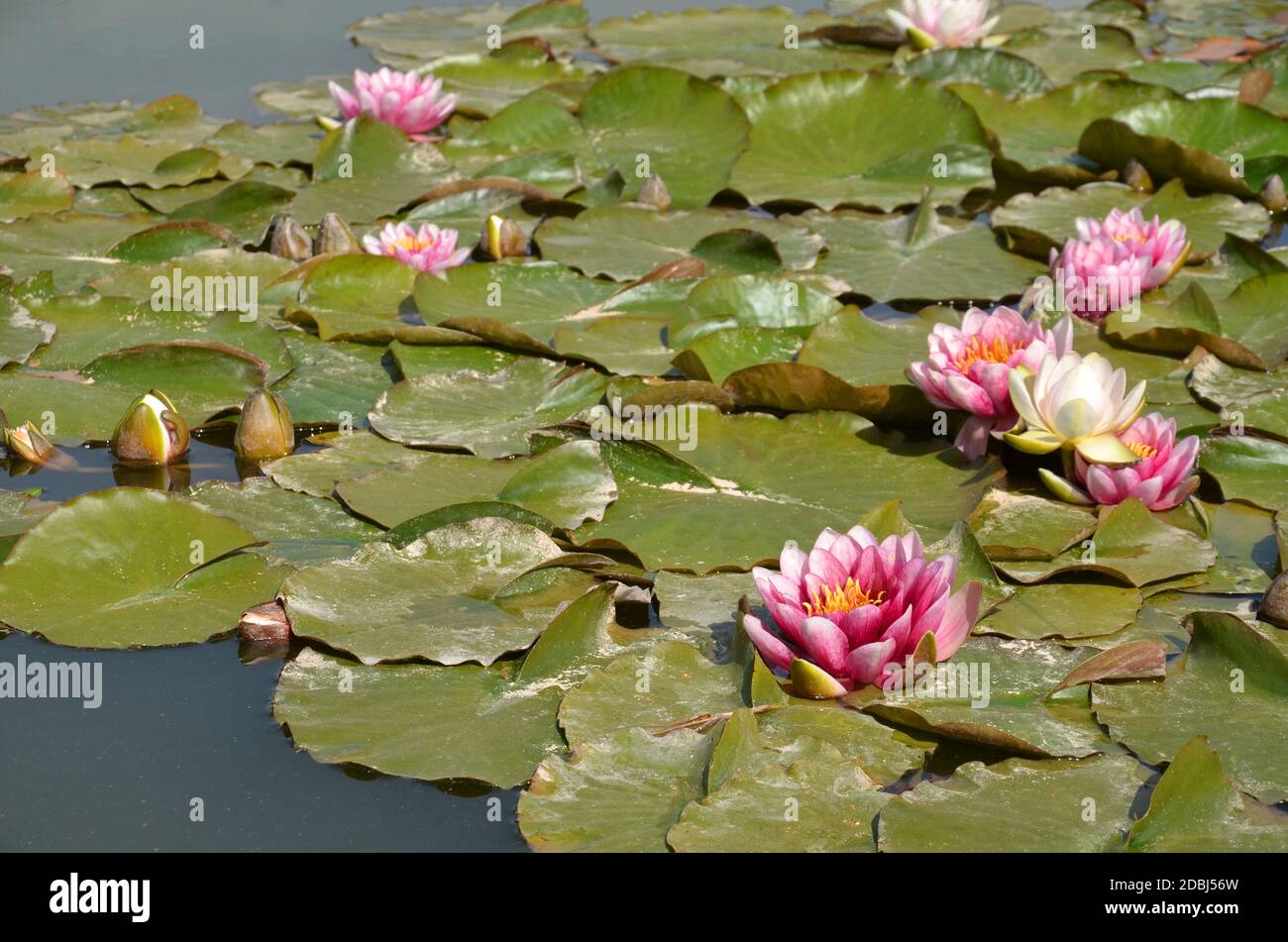 Wet water lilies hi-res stock photography and images - Alamy