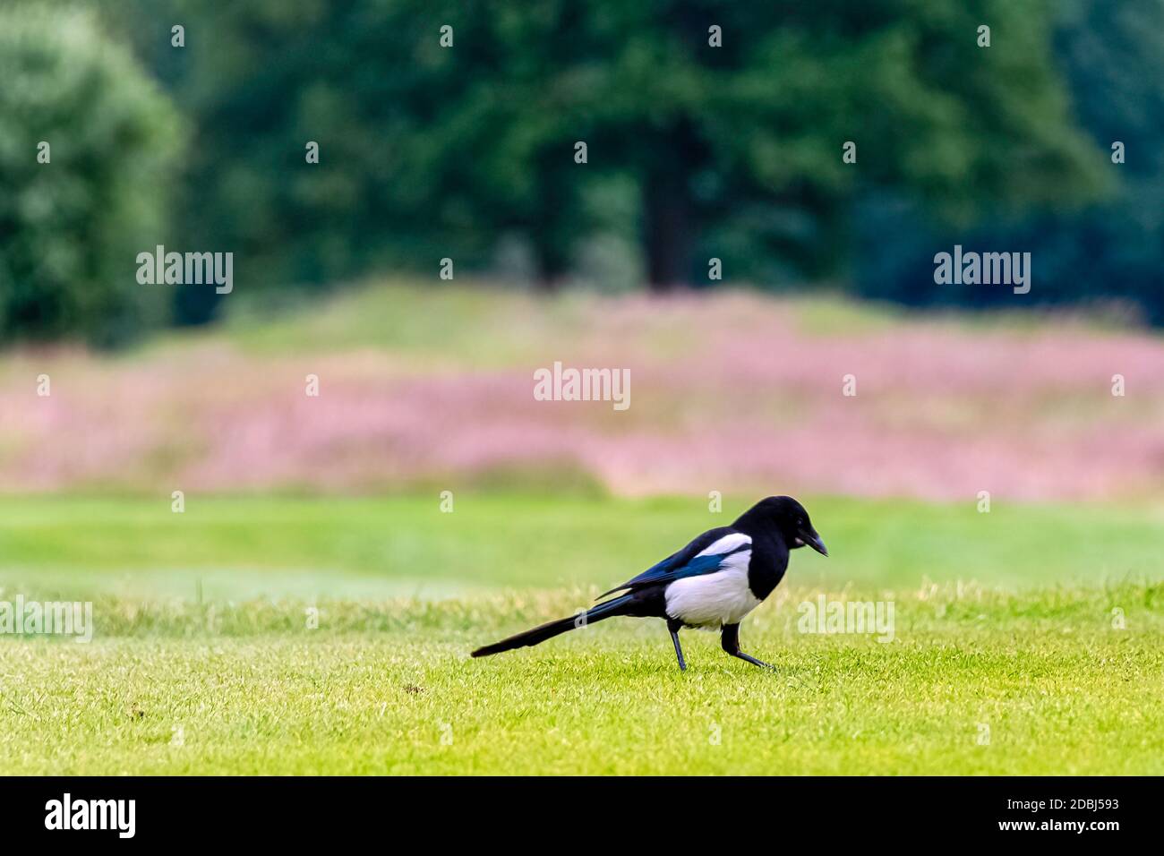 Pica pica known as Eurasian, European or common magpie in British park ...