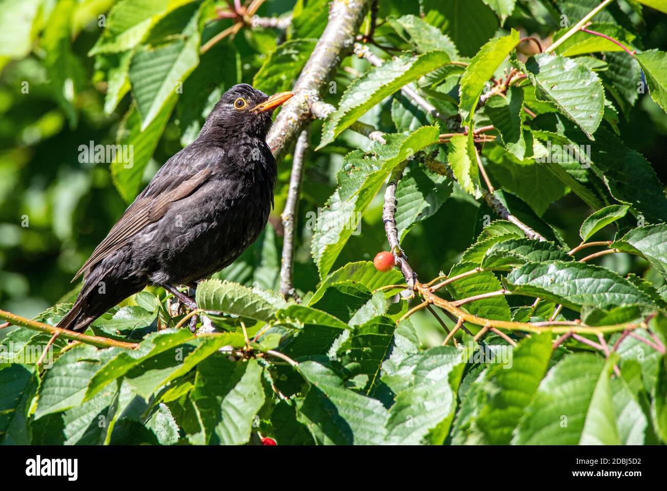 Blackbird is enjoying the sun on in a tree Stock Photo - Alamy