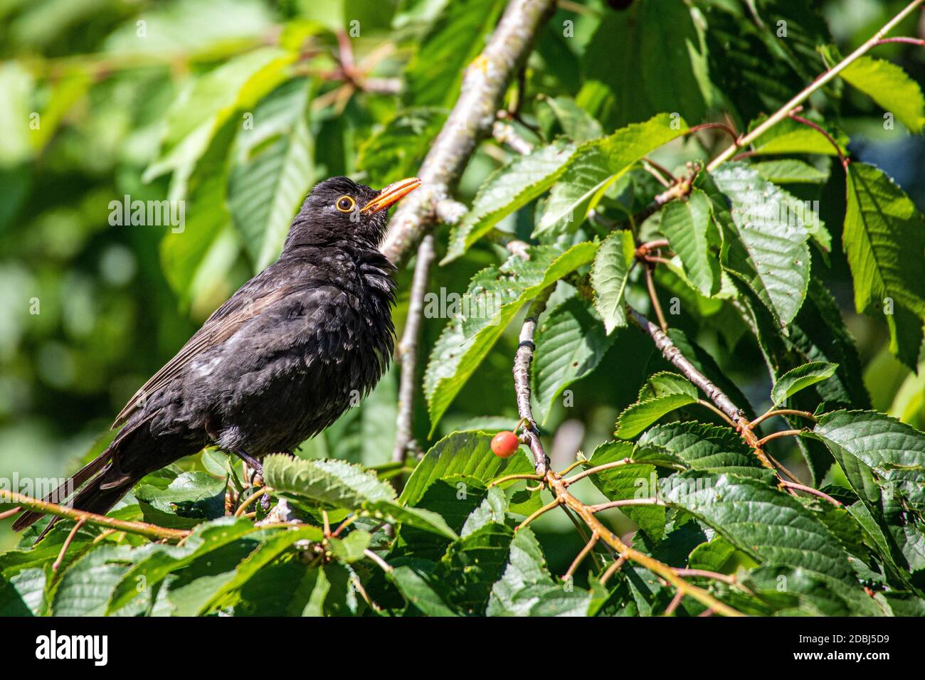 Blackbird while sunbathing in a tree Stock Photo - Alamy