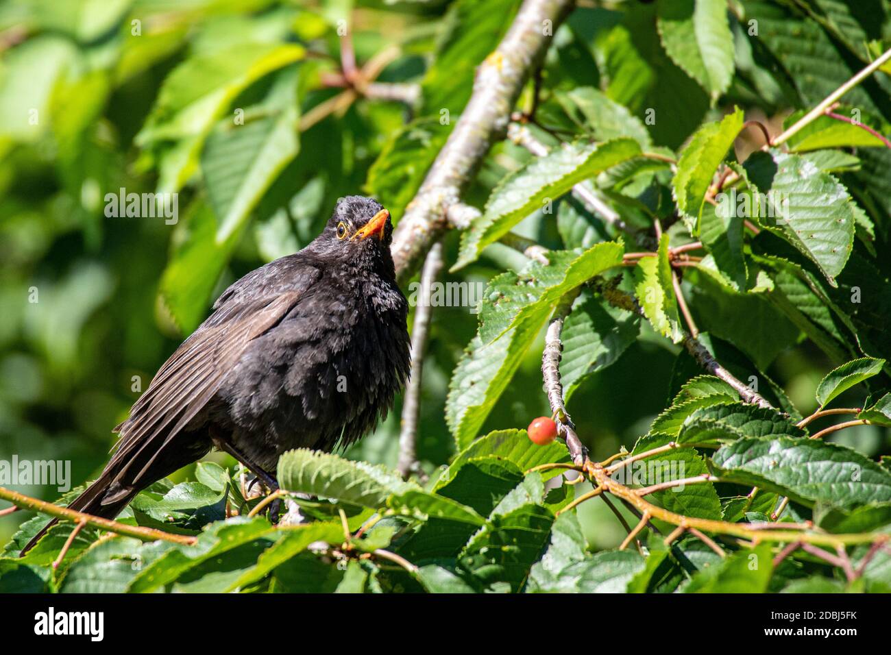 Blackbird sunbathing hi-res stock photography and images - Alamy