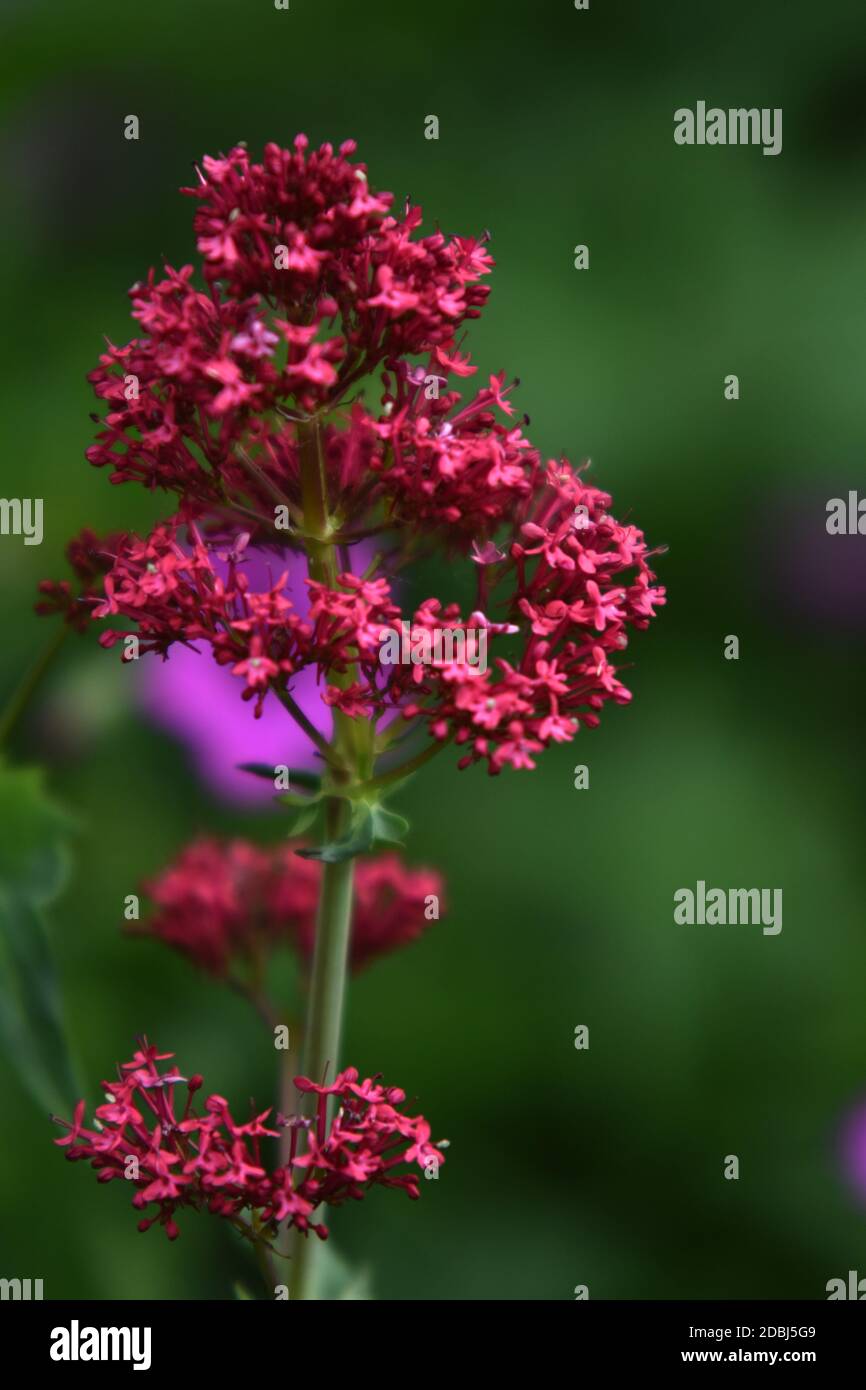 Centranthus cut hi-res stock photography and images - Alamy