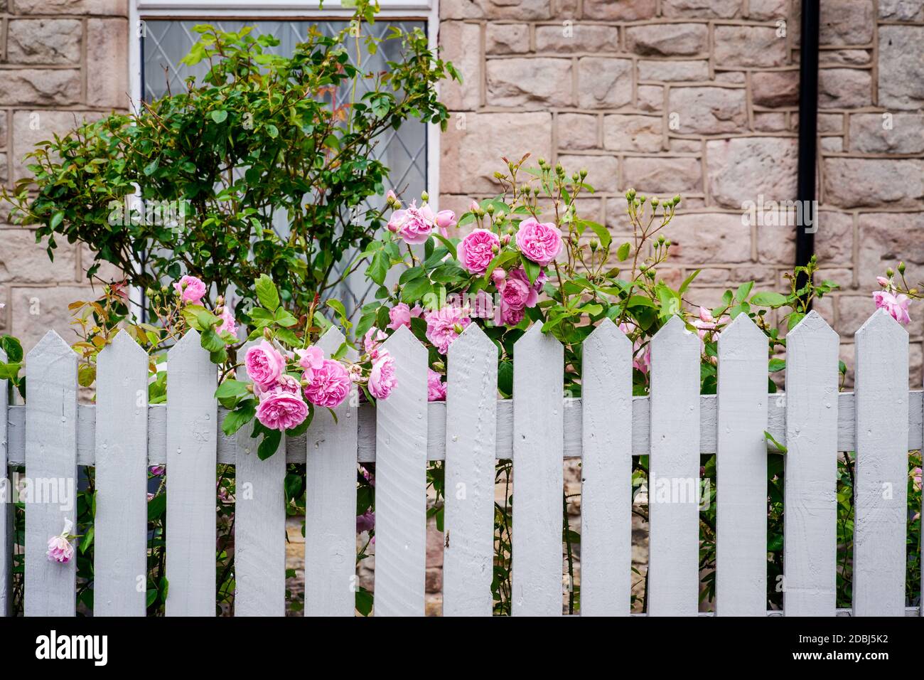 Pink roses growing over white picket fence Stock Photo - Alamy