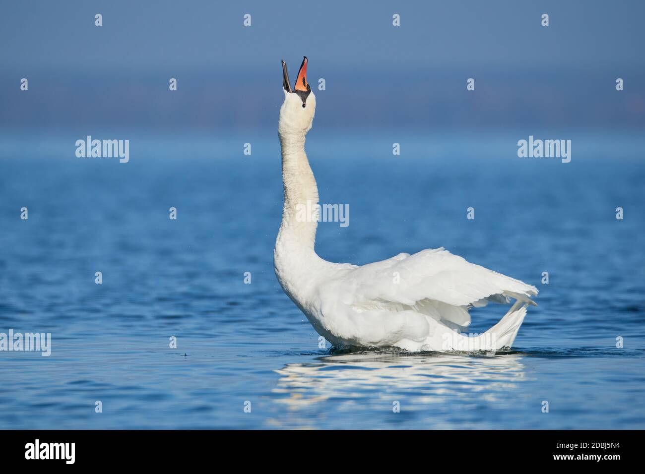 The screams hi-res stock photography and images - Alamy
