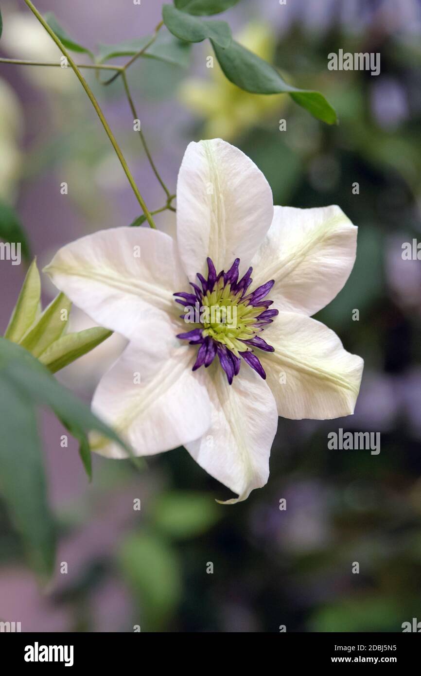 Waldrebe (Clematis VIENNETTA® Stock Photo - Alamy