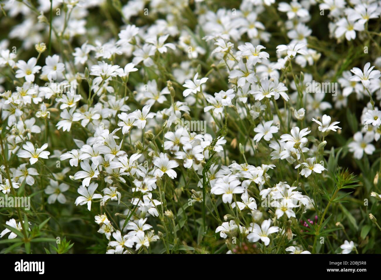 Common field hornwort hi-res stock photography and images - Alamy