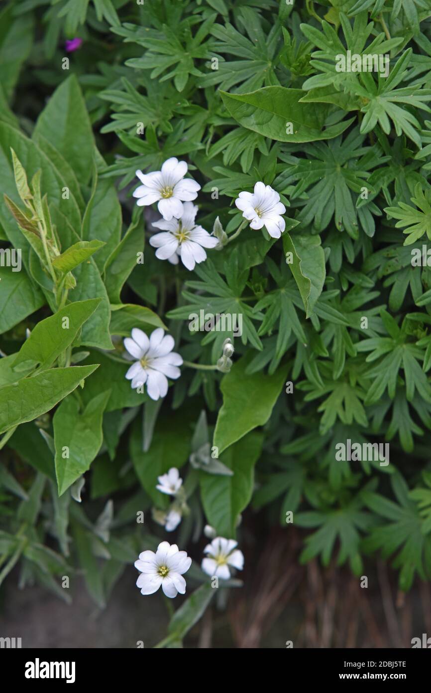 Common field hornwort hi-res stock photography and images - Alamy
