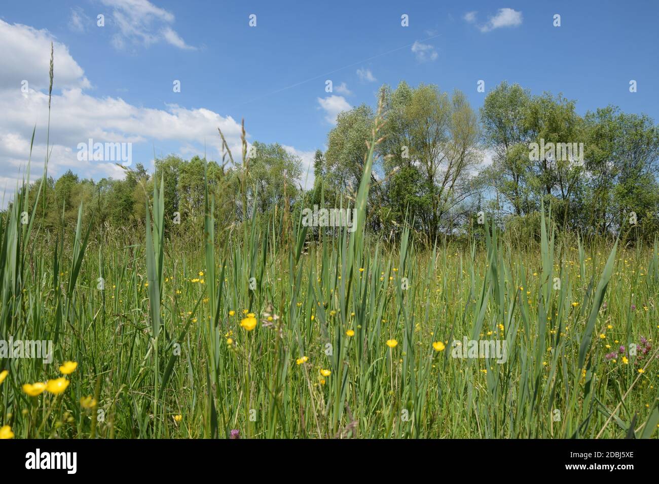 Shrub field hi-res stock photography and images - Alamy