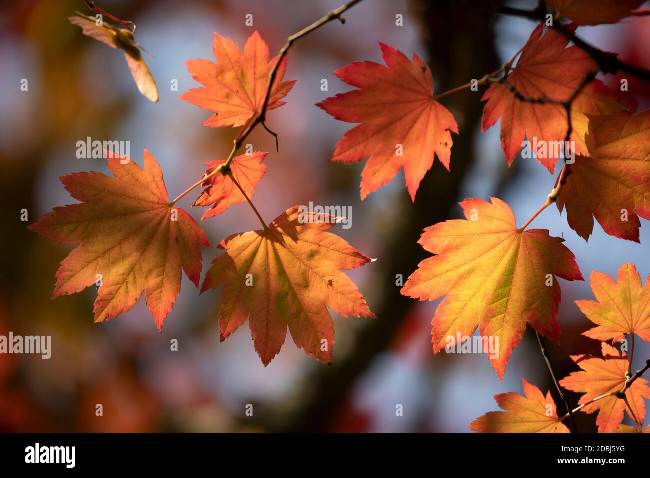 Shades of leaves hi-res stock photography and images - Alamy