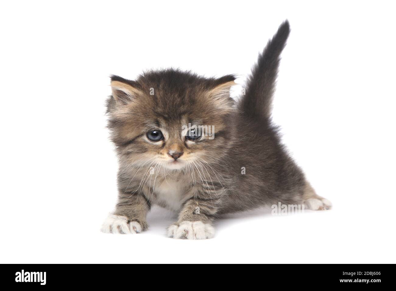 Adorable Tiny 4 Week Old Kitten on White Background Stock Photo - Alamy