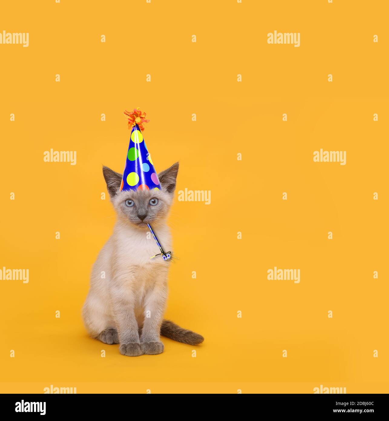 Siamese Party Cat Wearing Birthday Hat Stock Photo - Alamy