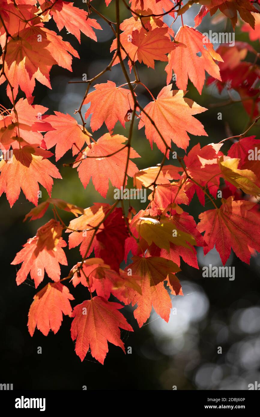 Backlit maple tree leaves in autumnal shades, England, United Kingdom ...
