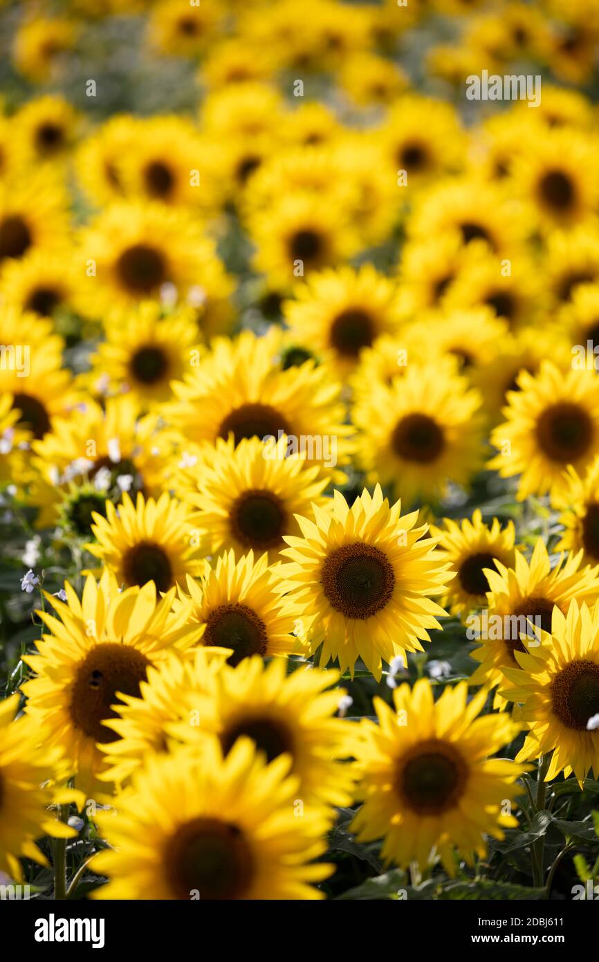 Field of yellow sunflowers hi-res stock photography and images - Alamy