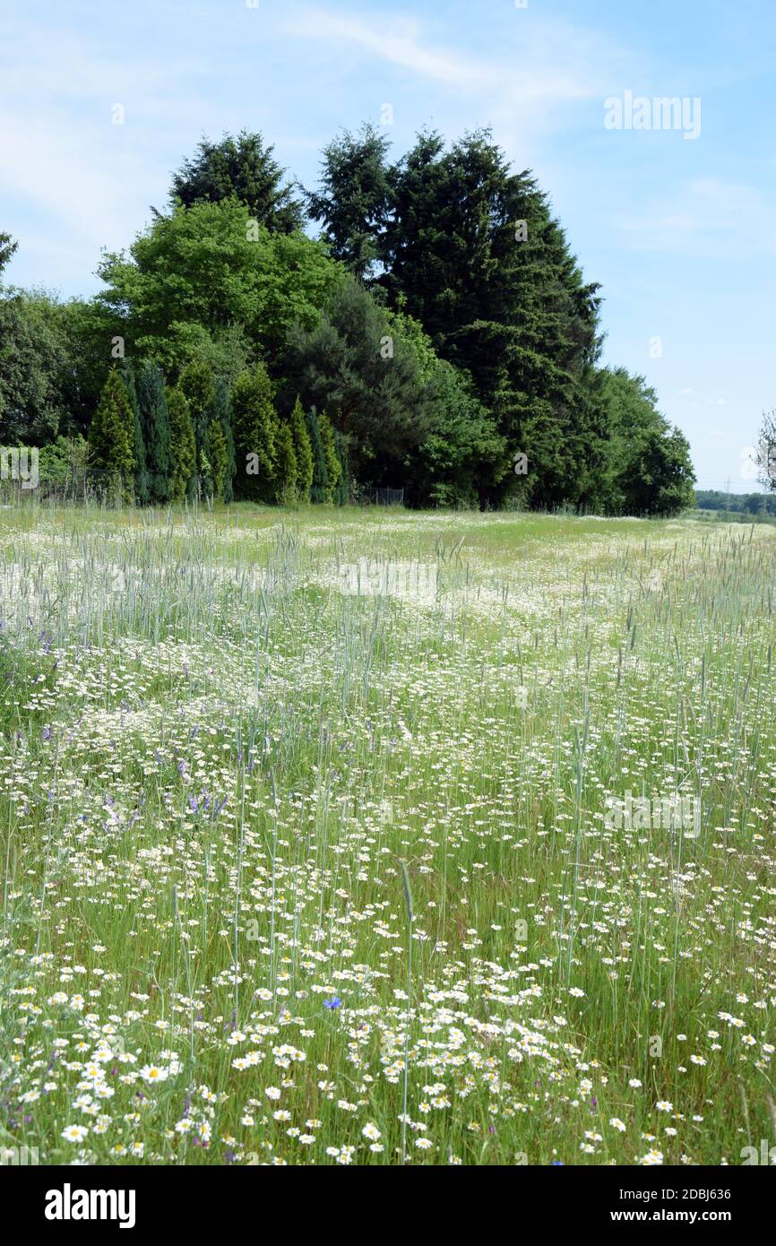 Shrub field hi-res stock photography and images - Alamy