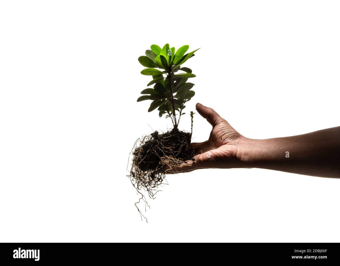 Roots hold the soil Cut Out Stock Images & Pictures - Alamy