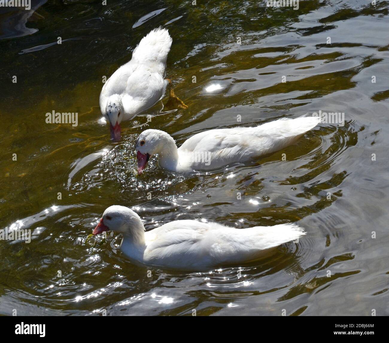 Free range ducks hi-res stock photography and images - Alamy