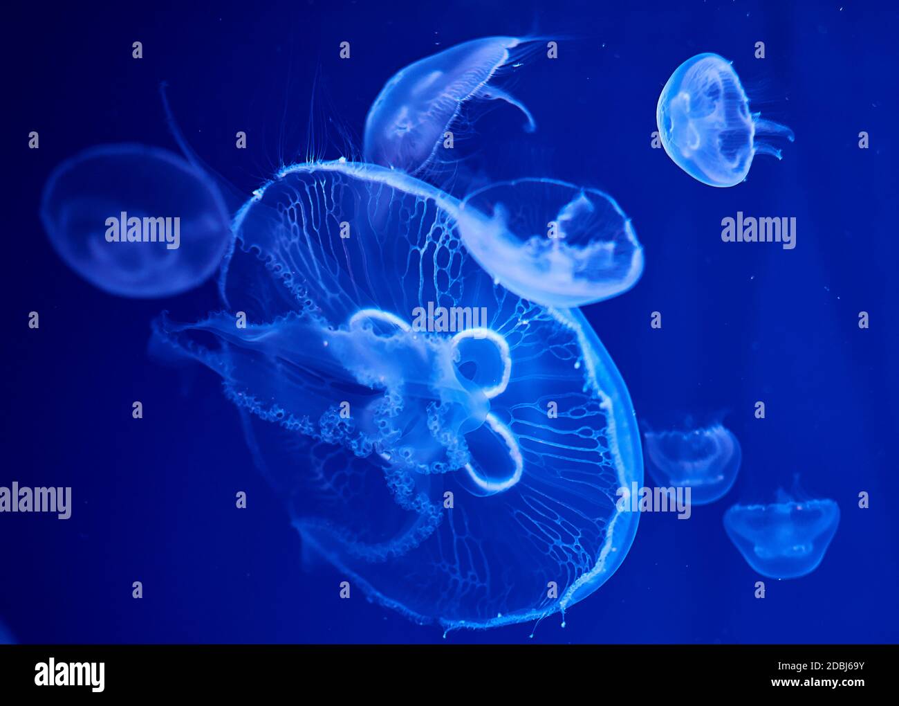 Jellyfish set, in the ocean, blue color, fluorescent Stock Photo - Alamy