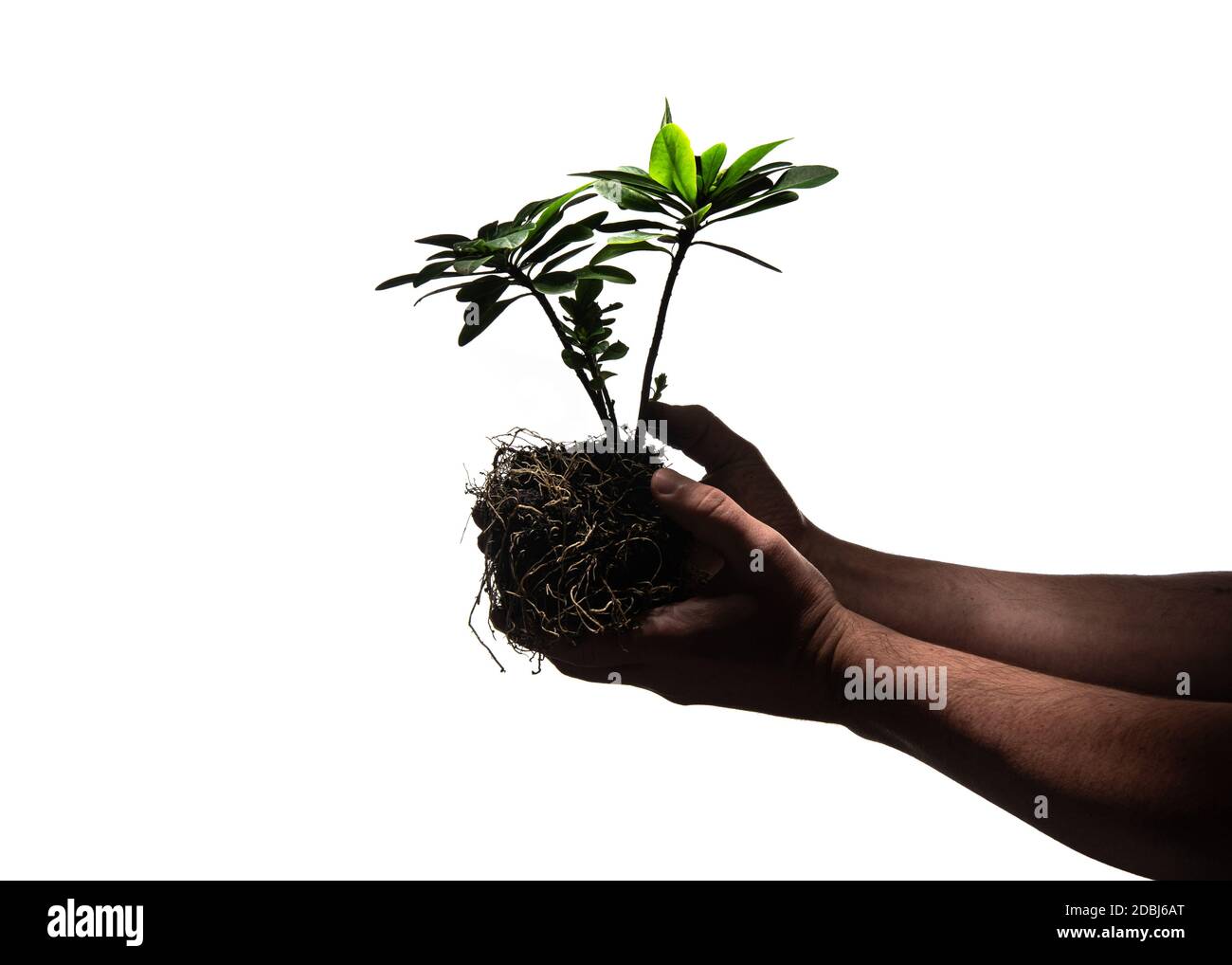 Man giving nature a hand hi-res stock photography and images - Alamy