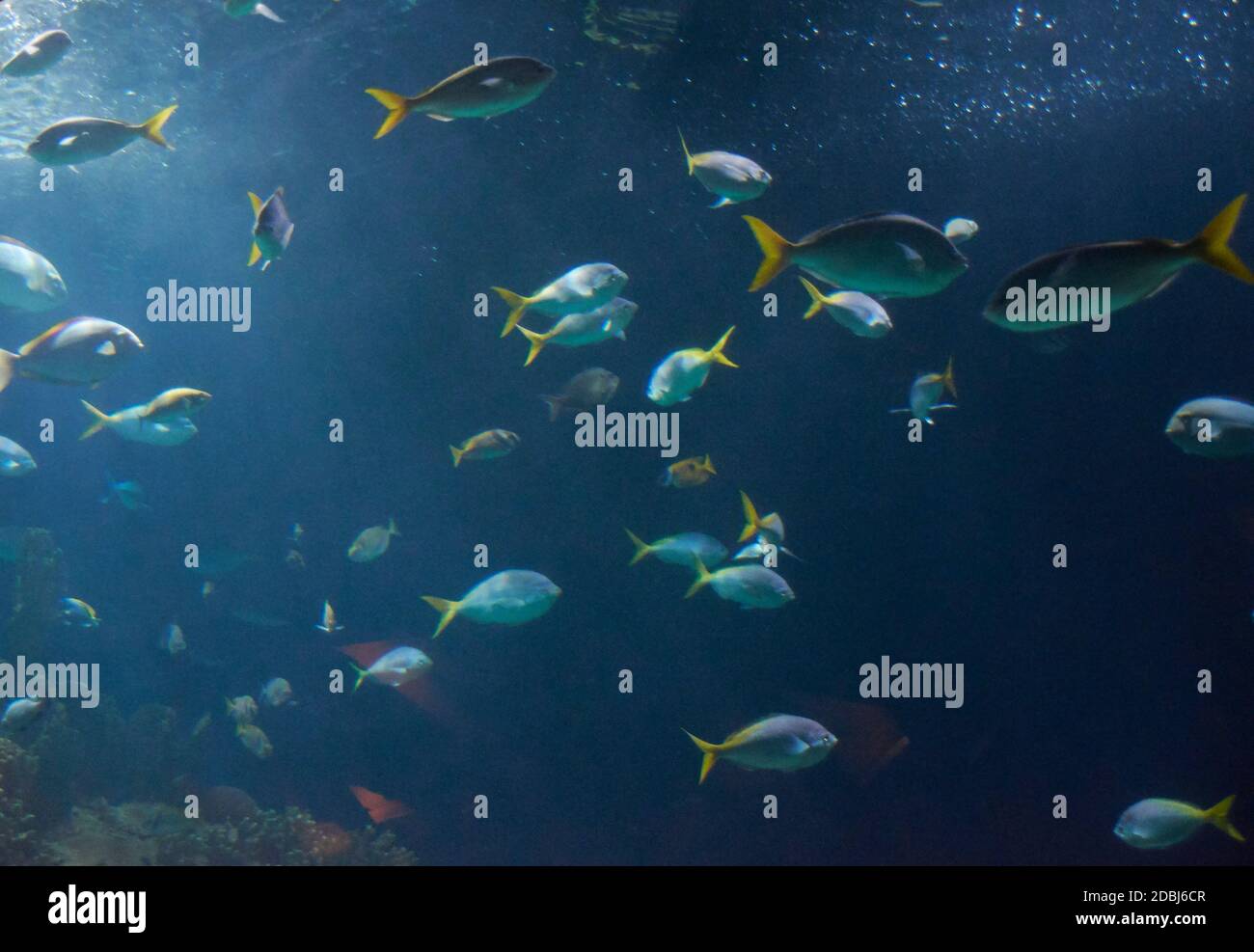 Set of goldfish in the ocean, clear sand, sea bottom Stock Photo - Alamy