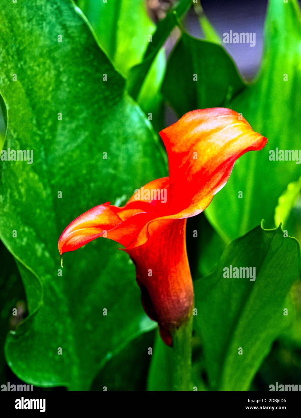 Red arum lily hi-res stock photography and images - Alamy