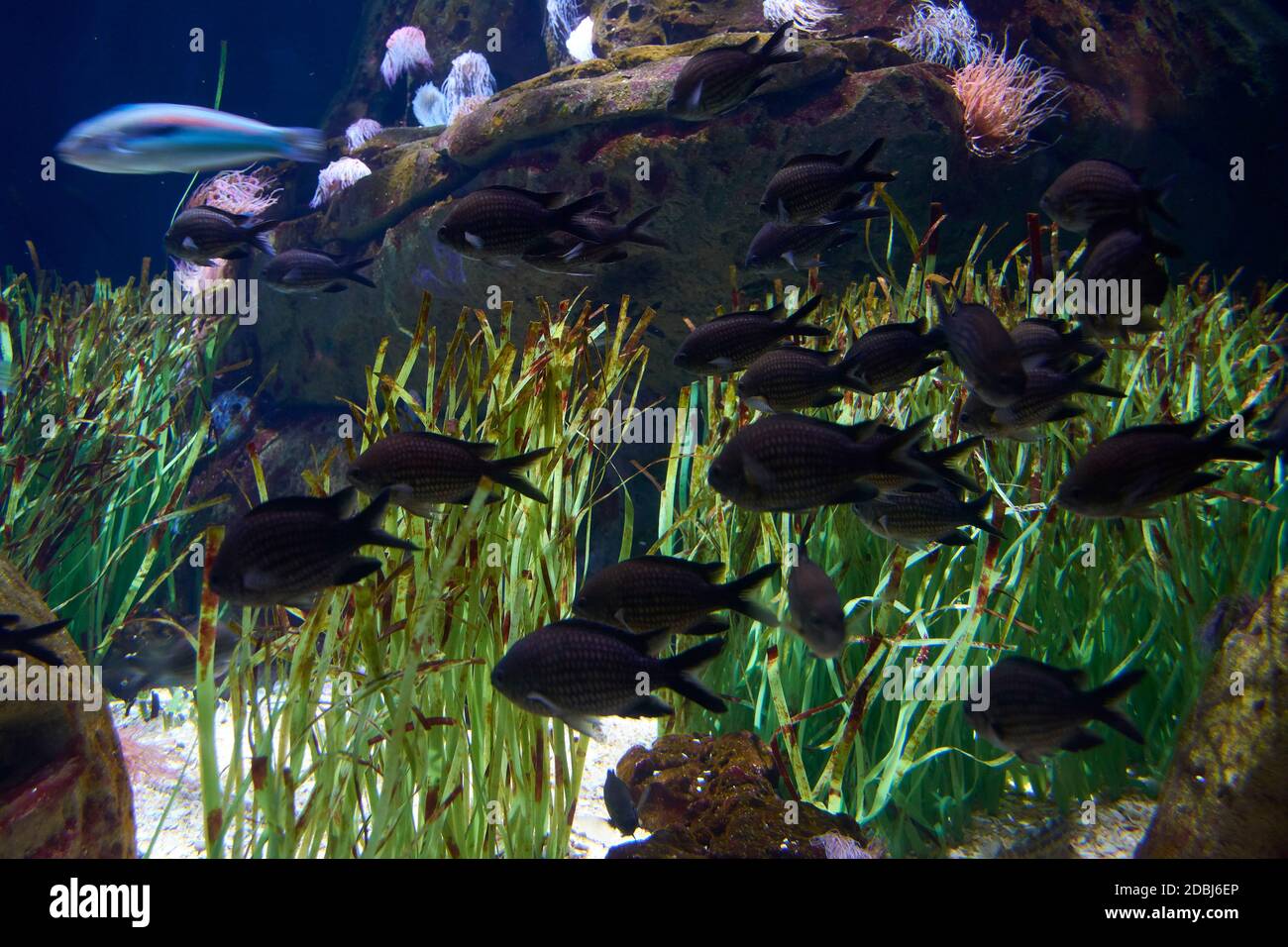 Set of goldfish in the ocean, clear sand, sea bottom Stock Photo - Alamy