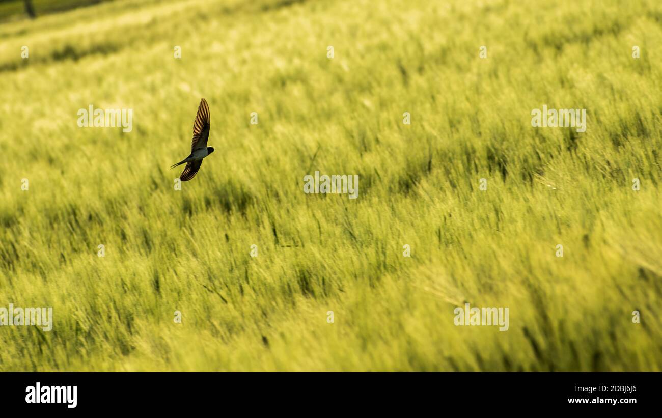 Barn swallow over field hi-res stock photography and images - Alamy