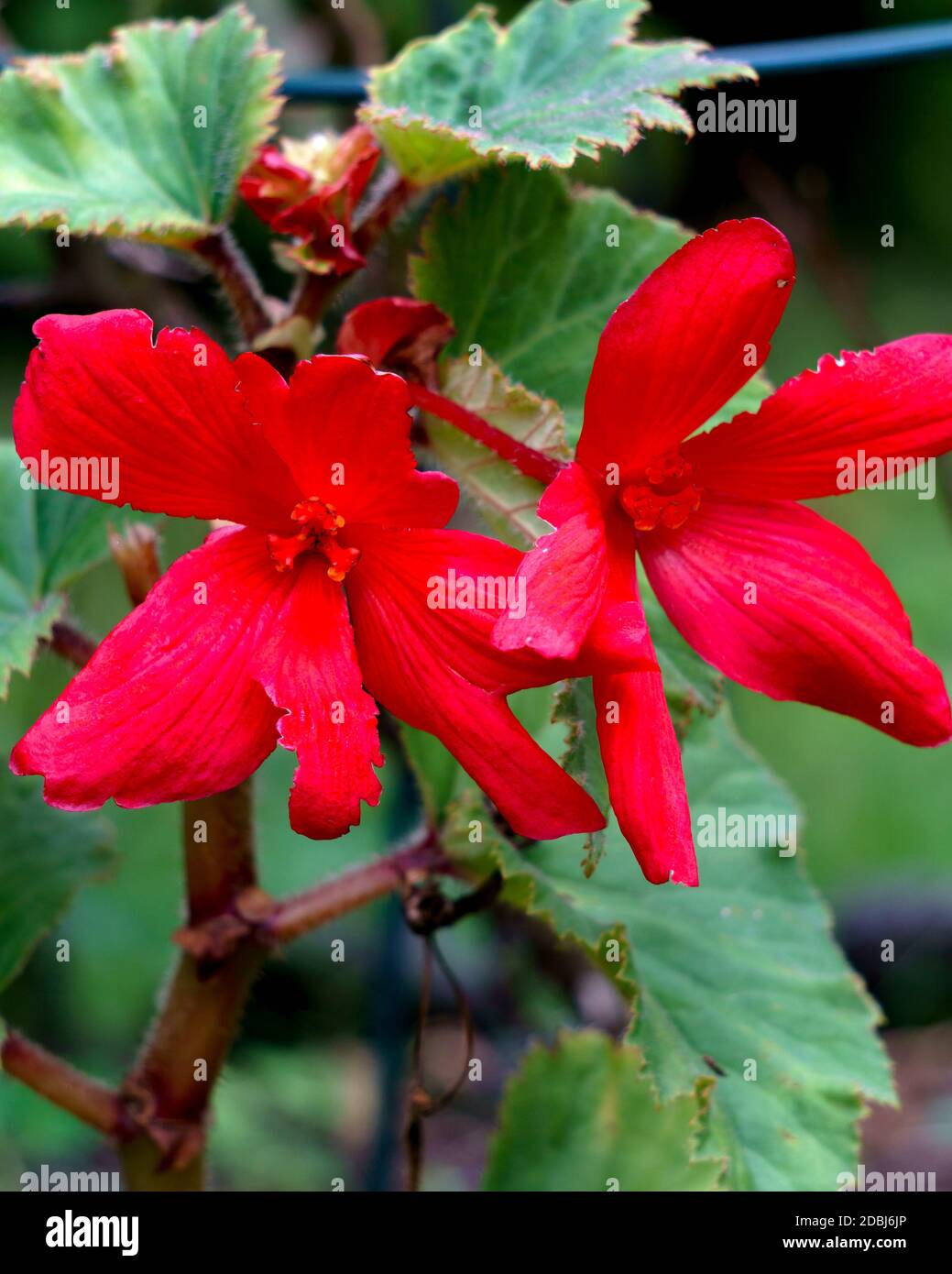 Shining begonia hi-res stock photography and images - Alamy