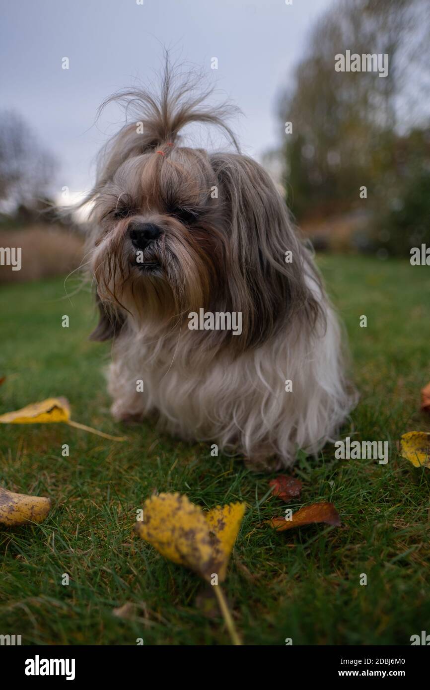 Shih tzu silhouette hi-res stock photography and images - Alamy