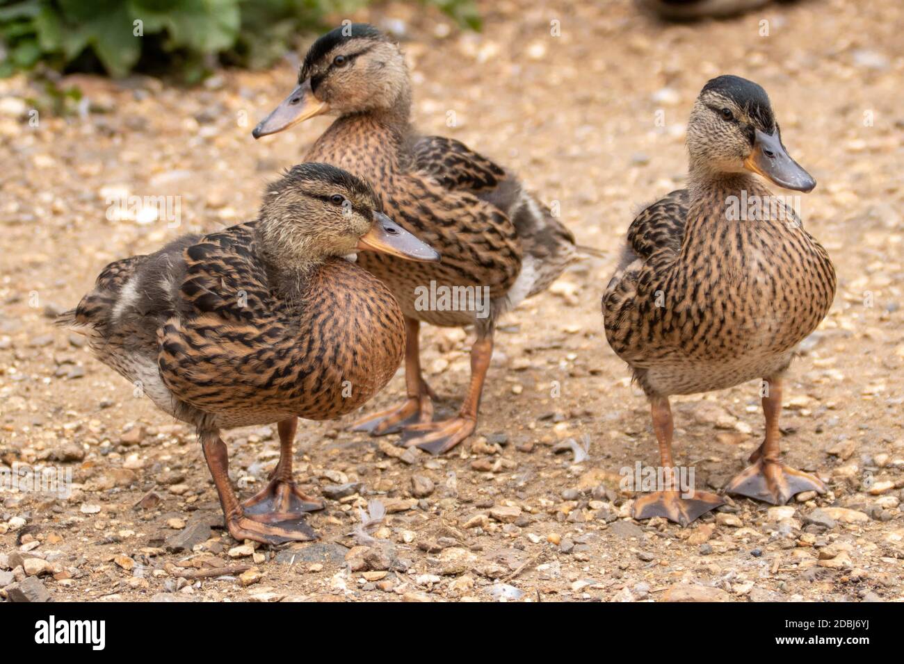 three young ducks off for a walk Stock Photo - Alamy