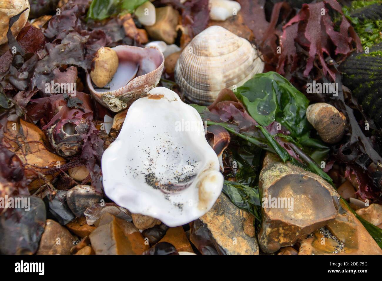 oyster shell on the pebbles amongst the seaweed Stock Photo - Alamy