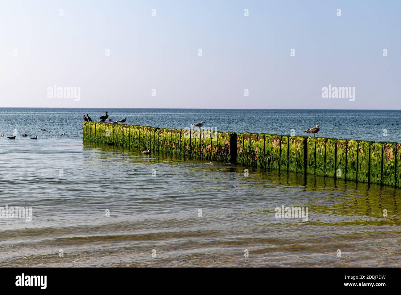 Groyne with seagulls on the beach near Kampen Stock Photo - Alamy